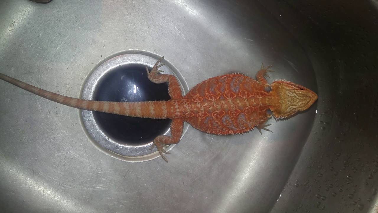 Red hypo leather back bearded dragon - YouTube