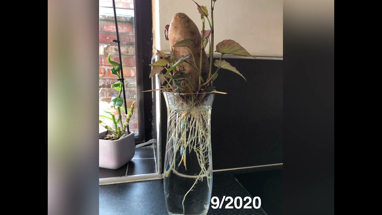 Sweet potato bonsai - YouTube