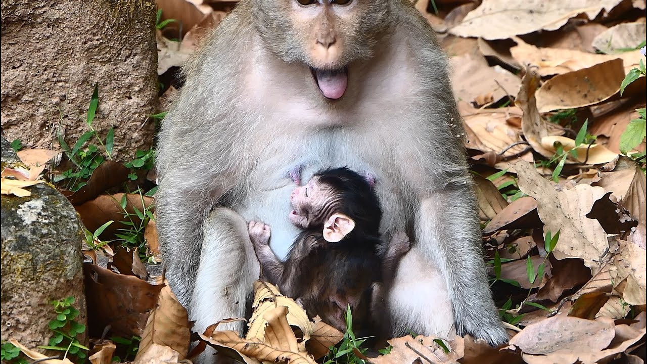 Newborn Monkey Destiny Is Survive From Exhausted Condition In Day Two ...