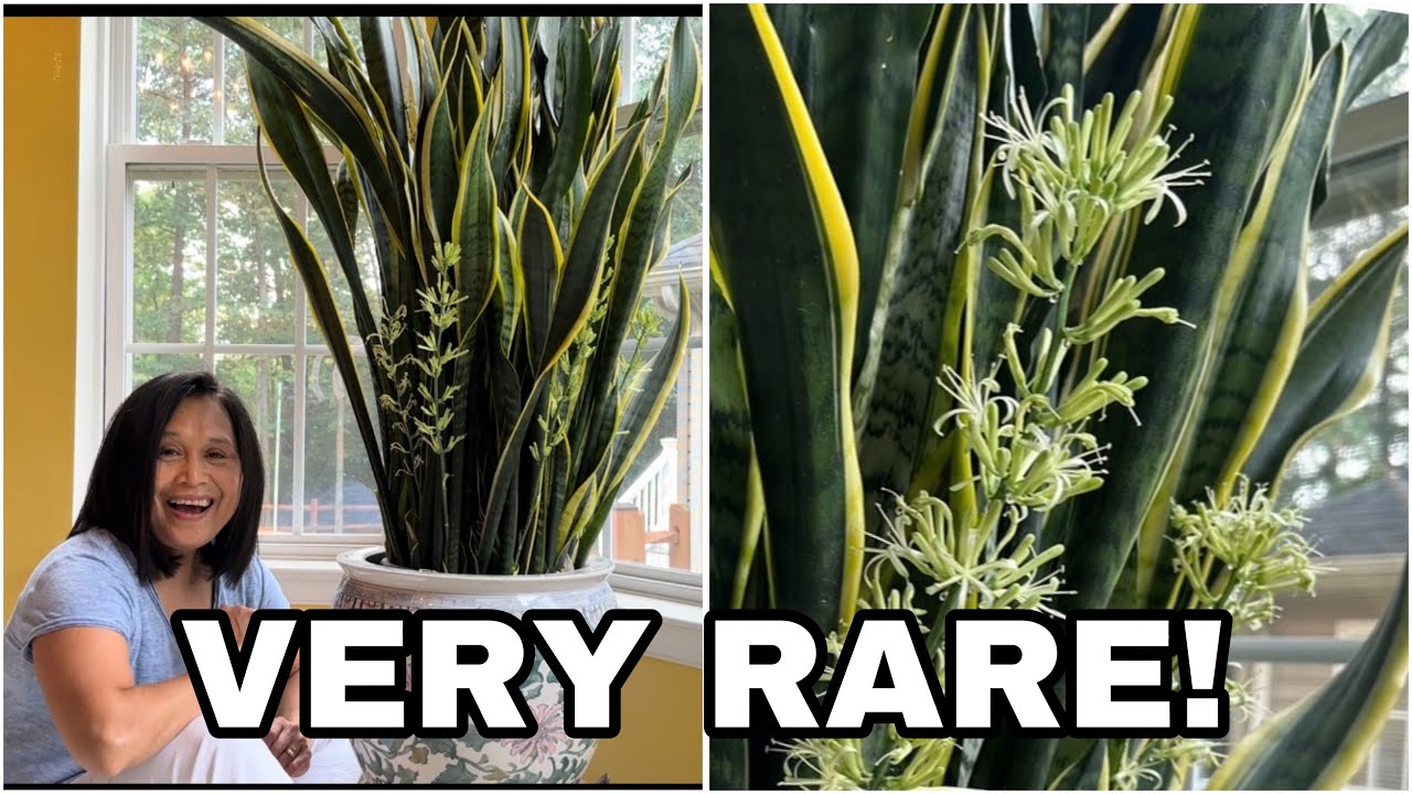 How To Make Your Snake Plant Bloom, And Bring Prosperity To Your House ...