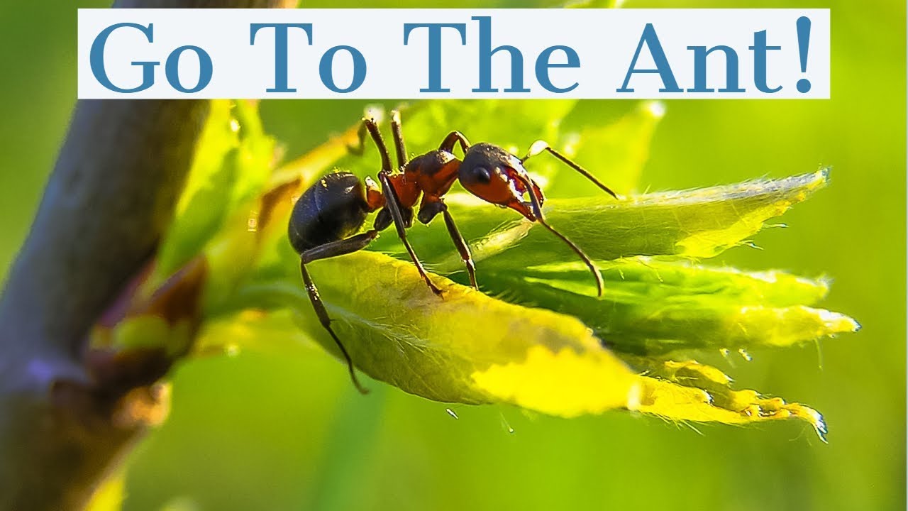 Go To The Ant! - YouTube