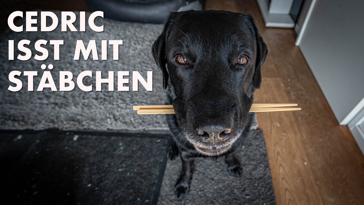 Cedric der Labrador - 224 | Cedric isst mit Stäbchen - YouTube