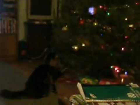 Fudge the cat on christmas - YouTube