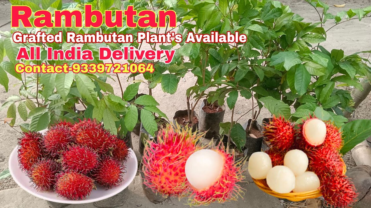 Rambutan Grafted Plant's Nursery ||Online Exotic Fruit plant's Nursery ...