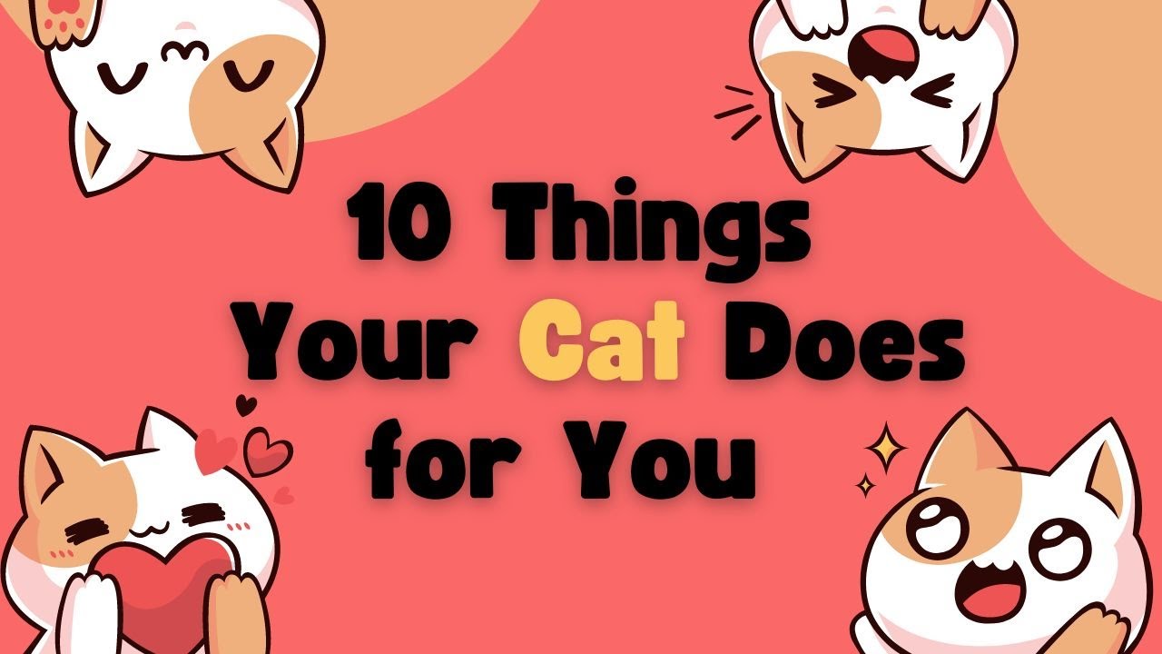 10 Things Your Cat Does for You - Scientific Benefits of Owning a Cat ...