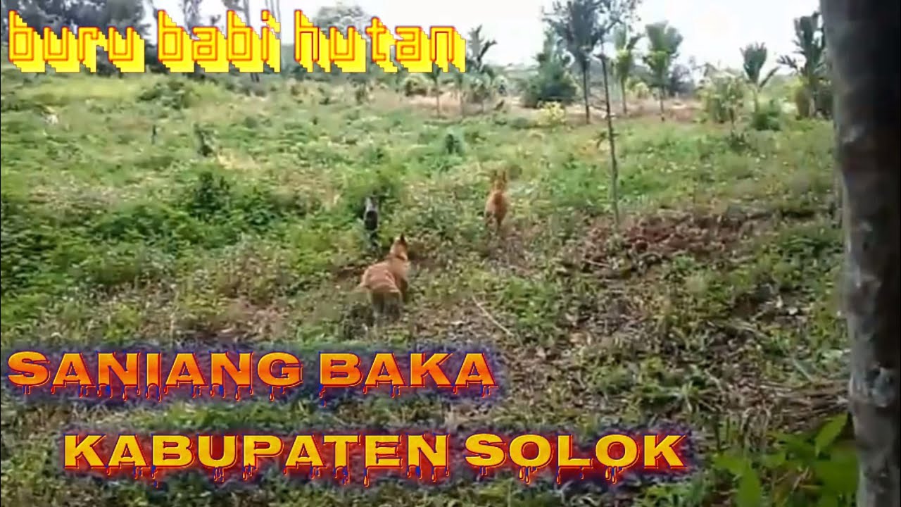 #buru hama babi hutan di saniang baka - YouTube