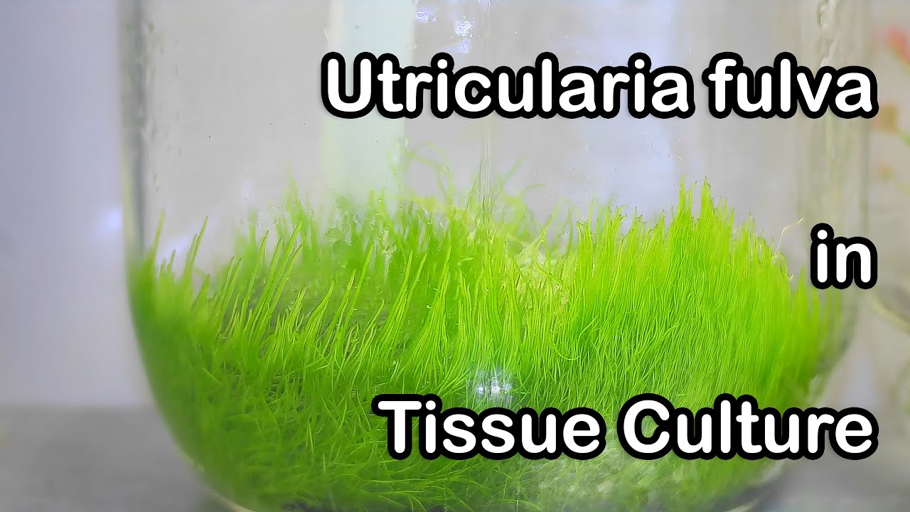 Watch Utricularia fulva grow in Tissue Culture | Carnivorous Plant TC ...
