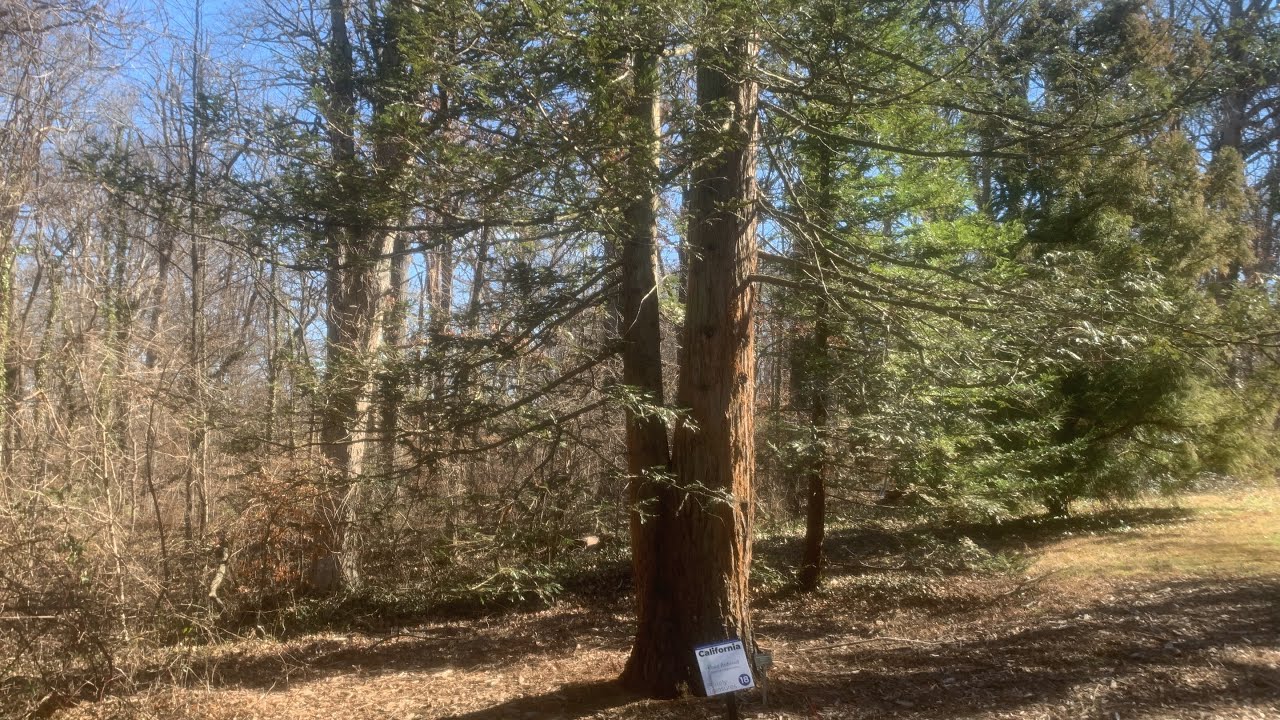 Coast Redwoods at the National Arboretum in Washington, D.C. - YouTube