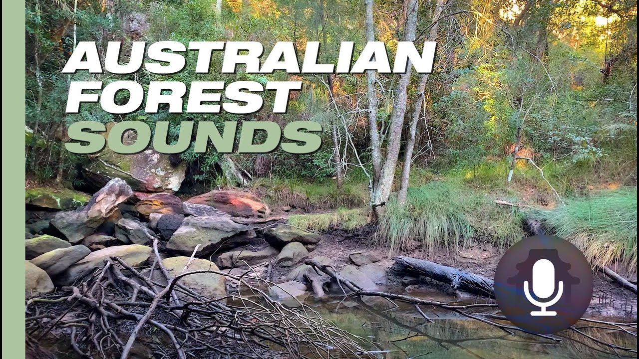 🌲 Relaxing Forest Sounds | 6 Hours of Australian Forest, Birds and ...