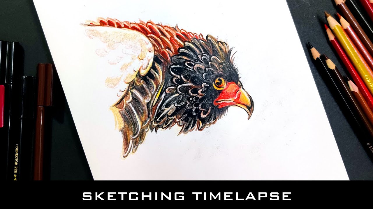How to draw Vulture || Vulture drawing Time-lapse || Cool Colors - YouTube