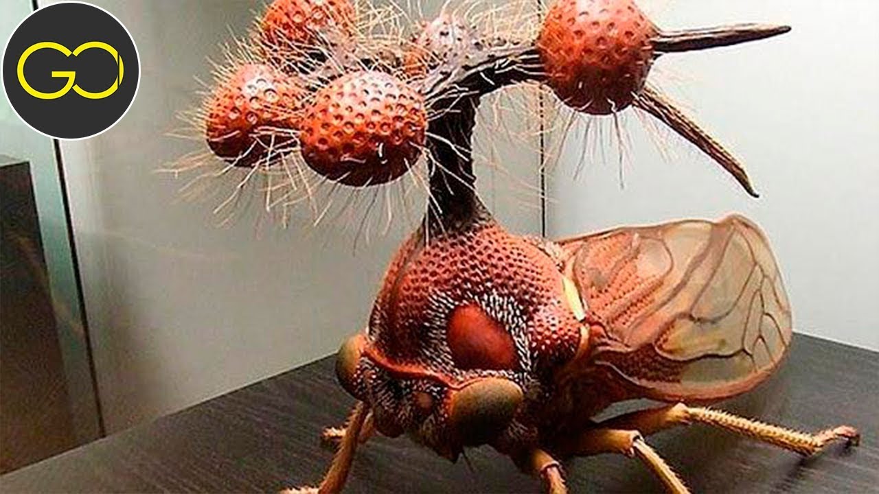 LOS 5 INSECTOS MAS RAROS DEL MUNDO - YouTube