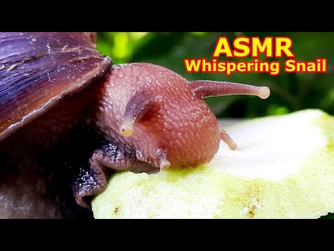 giant snail sounds eating asmr enjoy Nature sound Usually the ears will ...