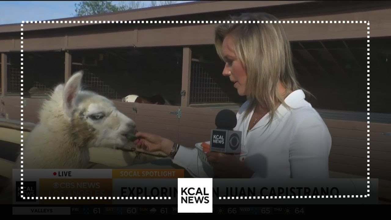 A visit with all the animals at Zoomars at River Street Ranch | SoCal ...