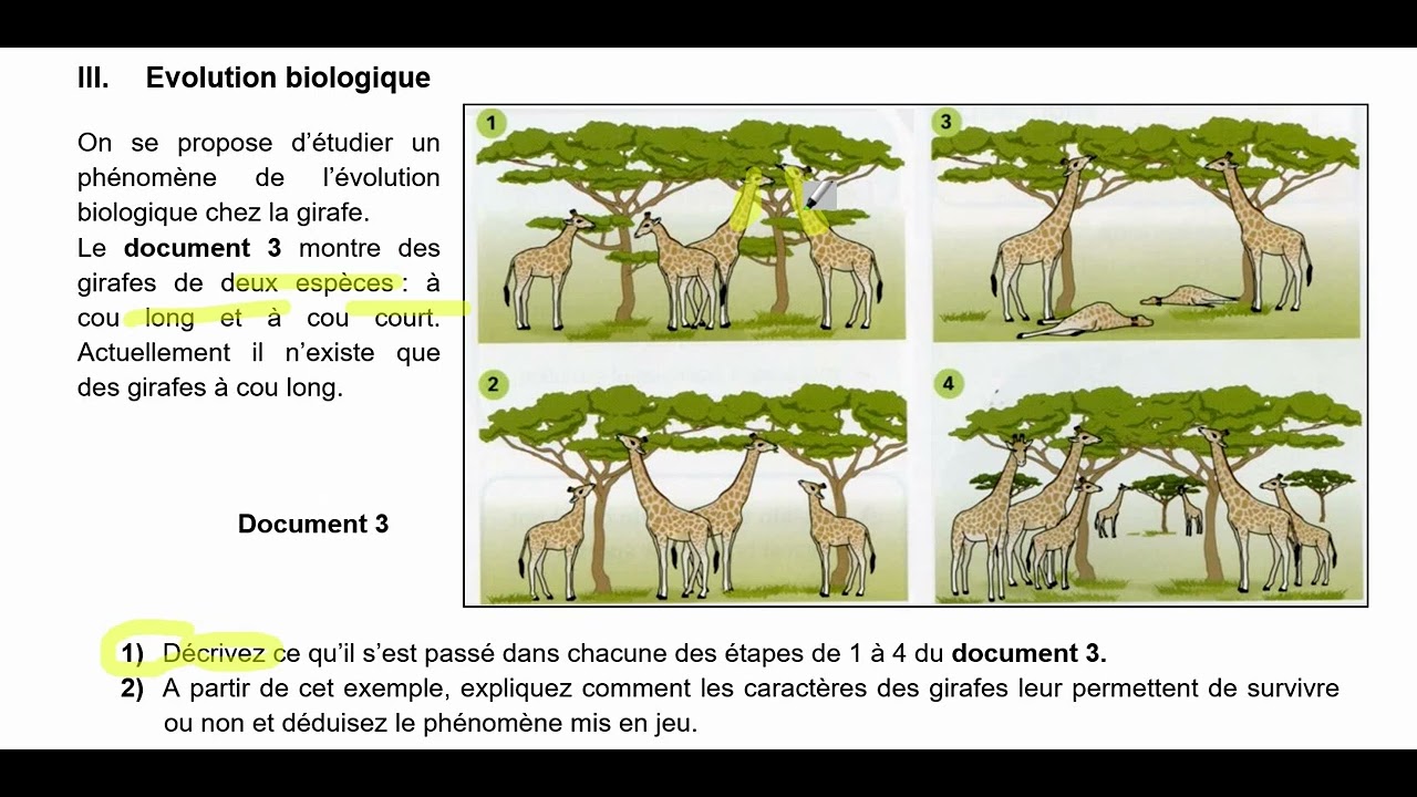 Corrigé d'un exercice d'évolution biologique - YouTube