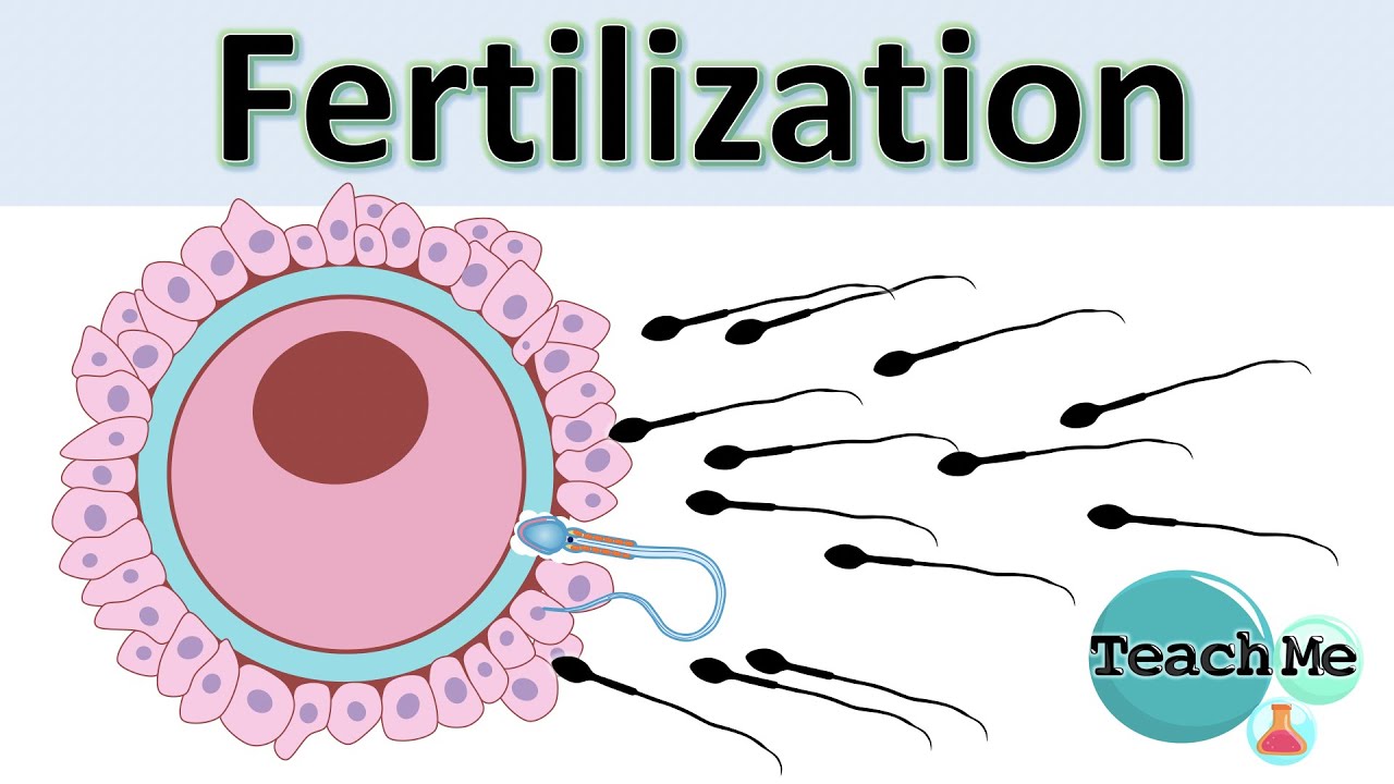 Fertilisation - YouTube