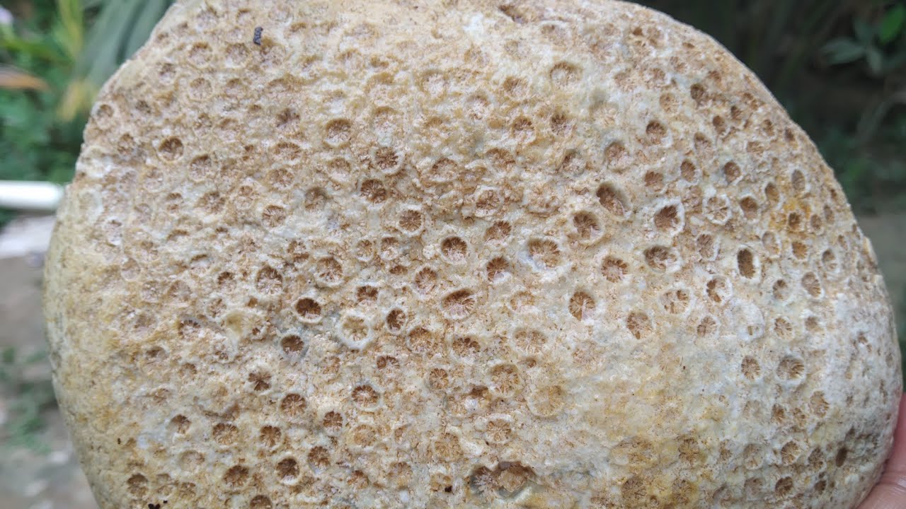 Fossil sarang Tawon dan Fossil Kayu Cristal 👏🇲🇨 - YouTube