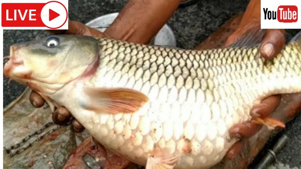 All mix video 8866 Fish cutting live fish cutting video fish - YouTube