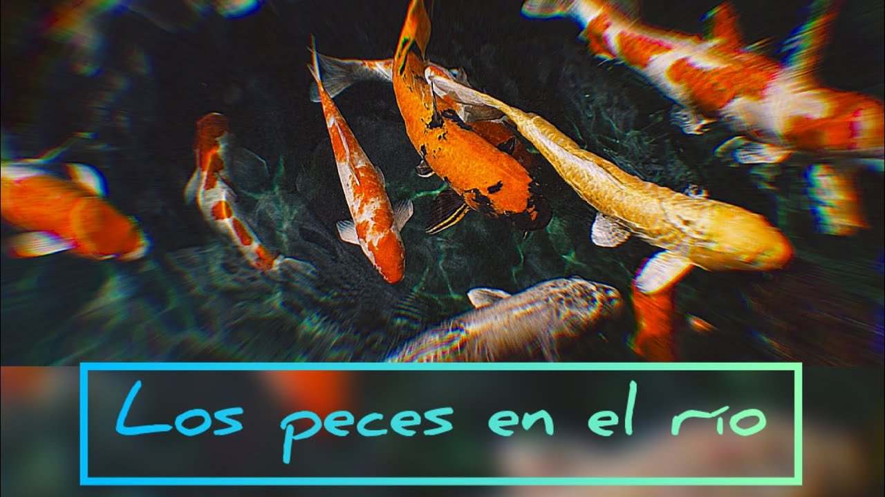 Los peces en el río🐟 - YouTube