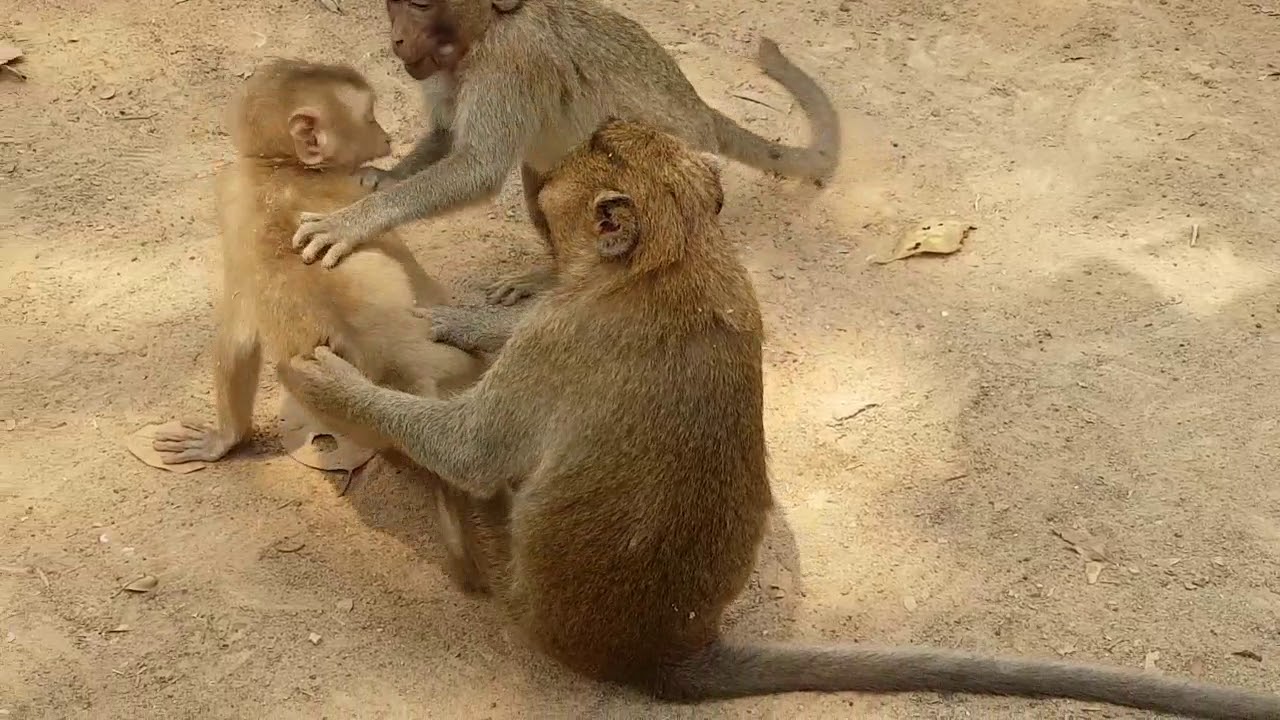 Monkey Axel having fun with Amari monkey troop | Axel playing hard with ...