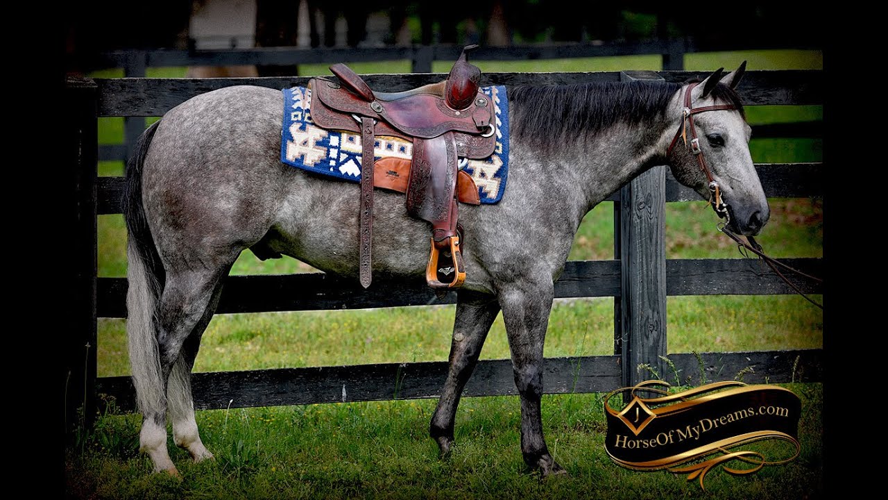Rascal-Fantastic Grey AQHA Gelding NRHA Earner Shown by youth and ...