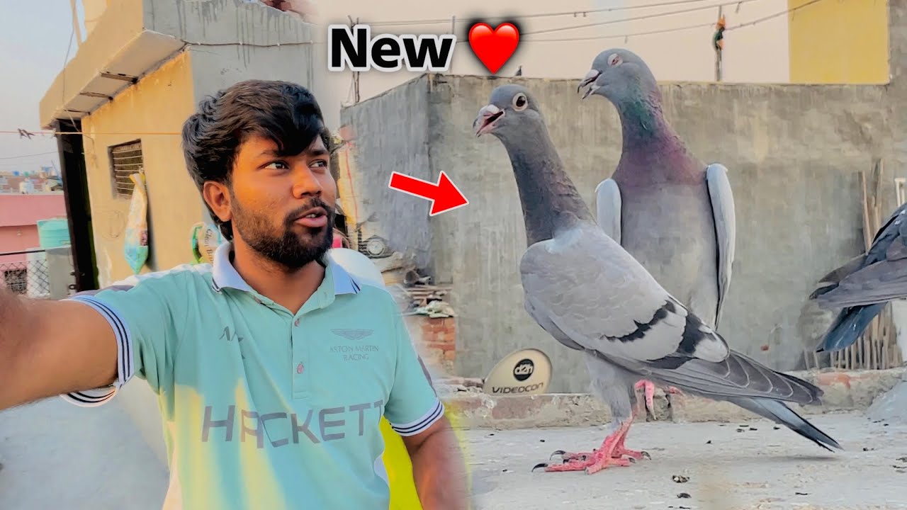 New 4 Pigone ️ Add | All new Kabooter tips and tricks | 🙂 - YouTube