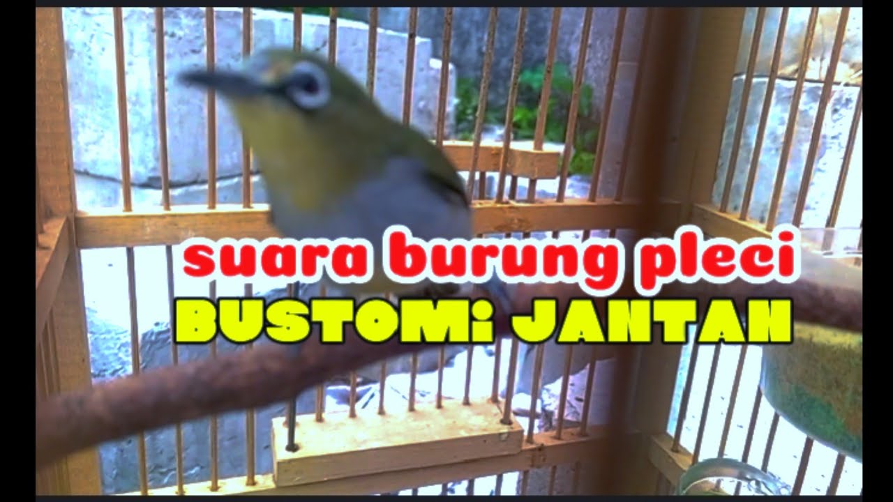 Suara burung pleci Bustomi memanggil koloninya - YouTube