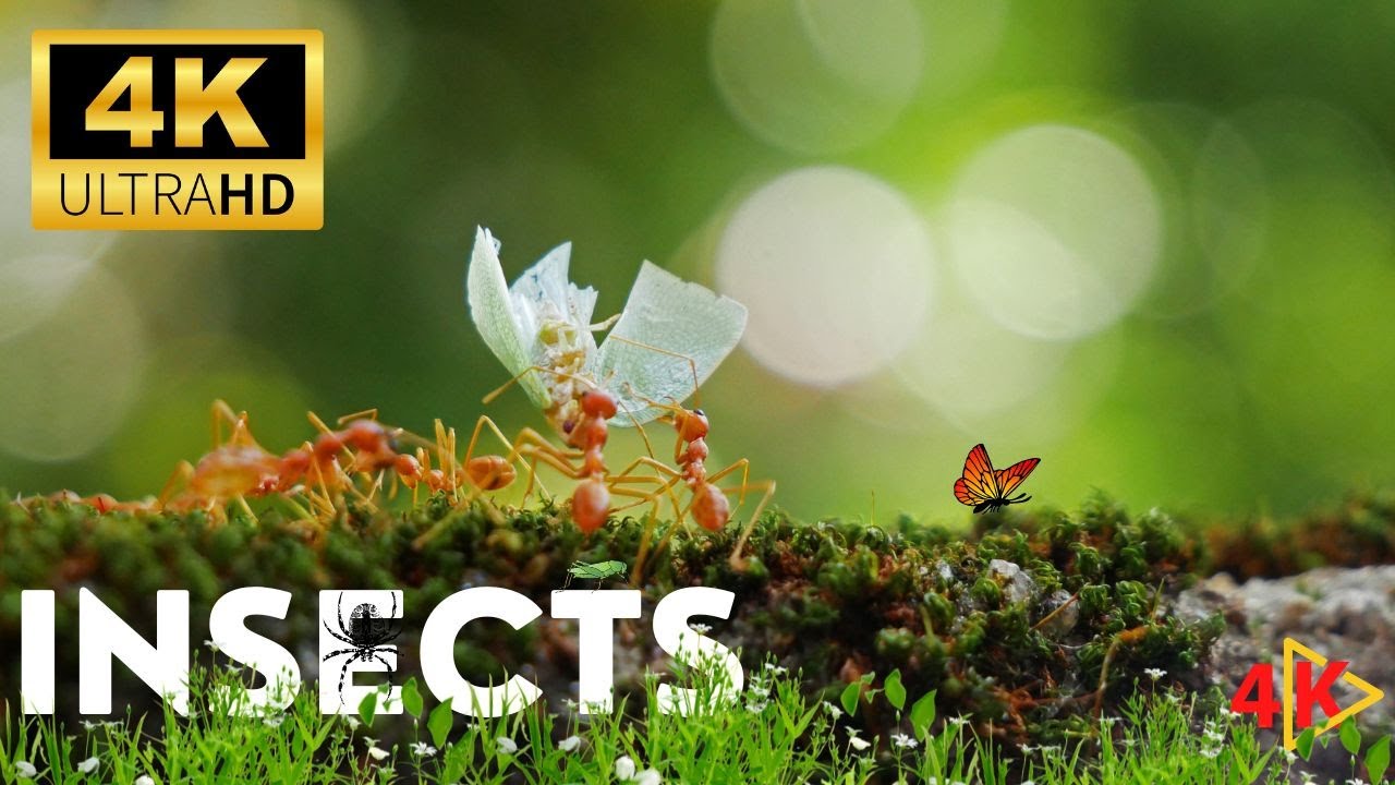 Beautiful Insects 4K video You can Keep as Pets 4k video insects and ...