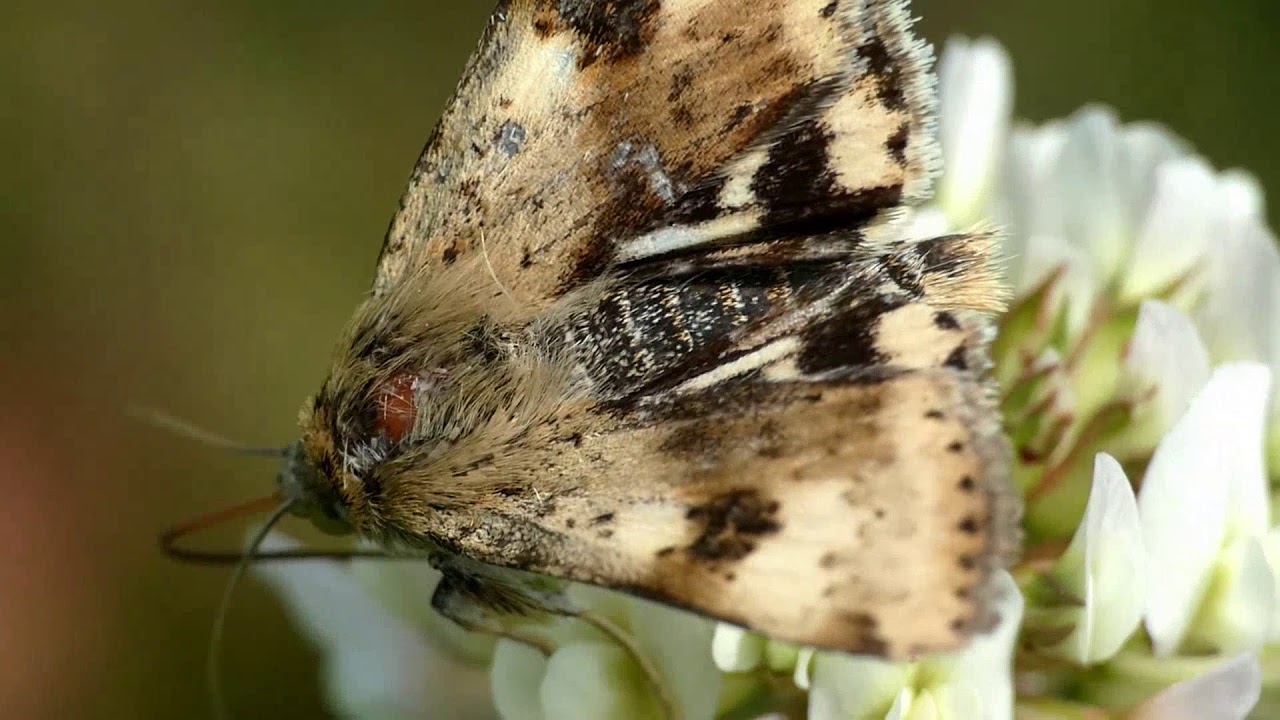 Shoulder-striped Clover Moth Visits White Clover Flowers - YouTube