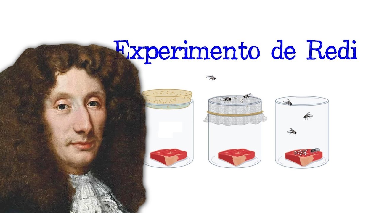Experimento de francesco Redi - YouTube