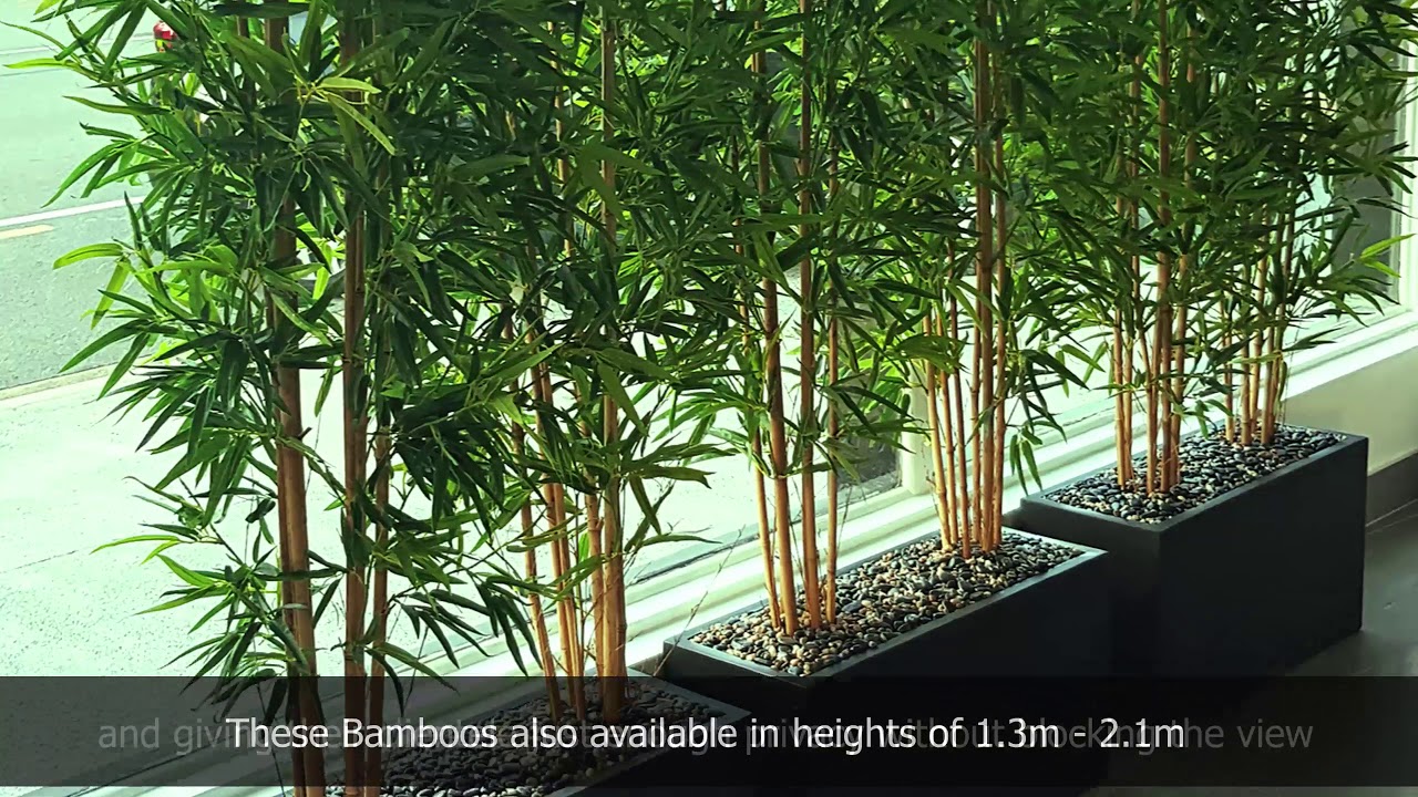 Bamboos make wonderful screen plants - YouTube