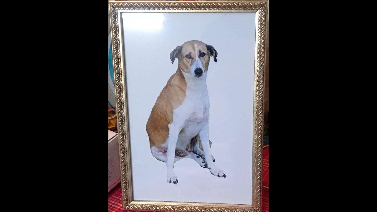 Dog Lovers See This/Dogs/Day-10 - YouTube