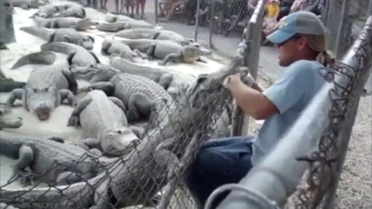 Alligator bite Man's Hand - YouTube