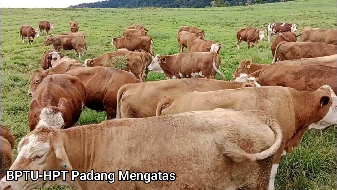 Sapi Simmental, Sapi Limousin dan Sapi Pesisir di Padang Penggembalaan Padang Mengatas - YouTube