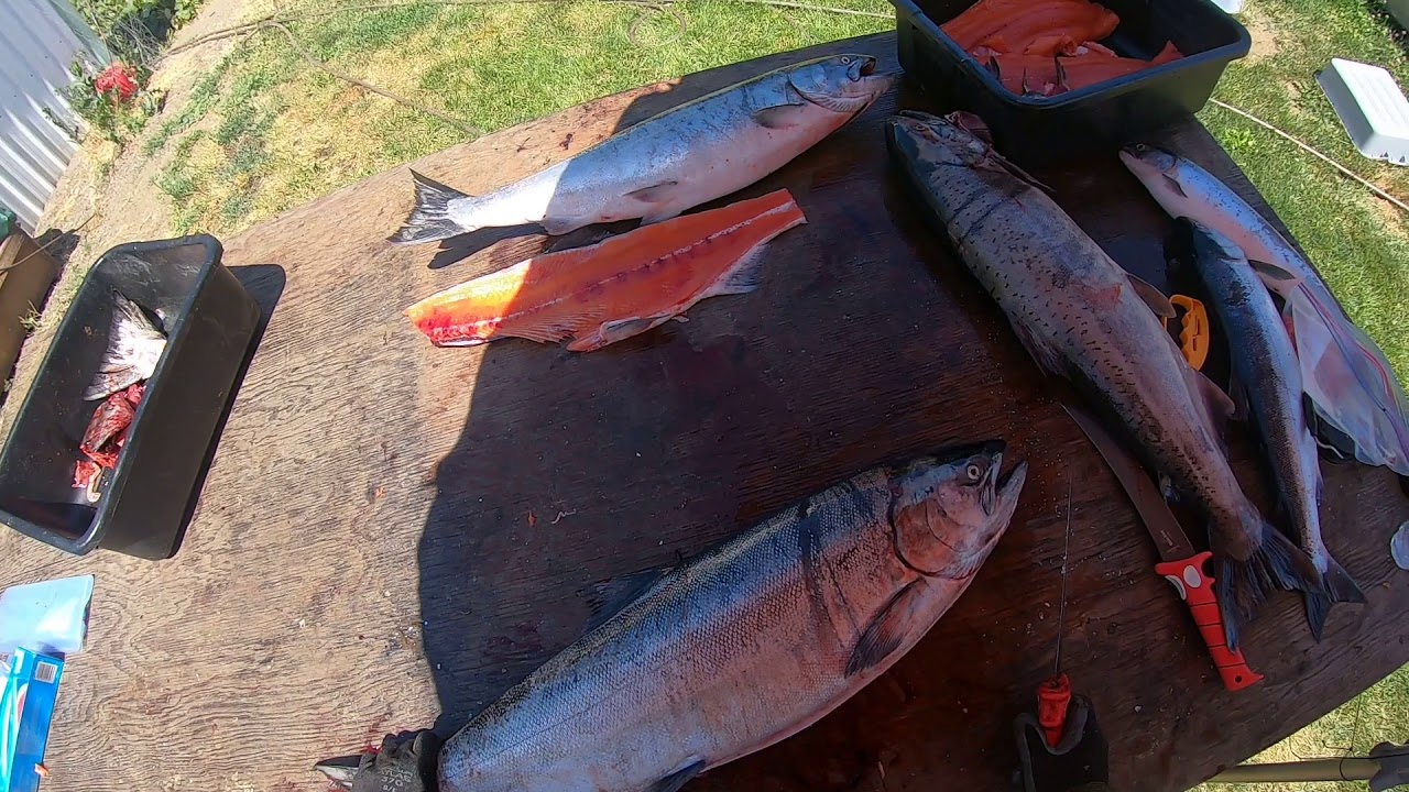 Cutting up June Hogs from the Columbia River - YouTube