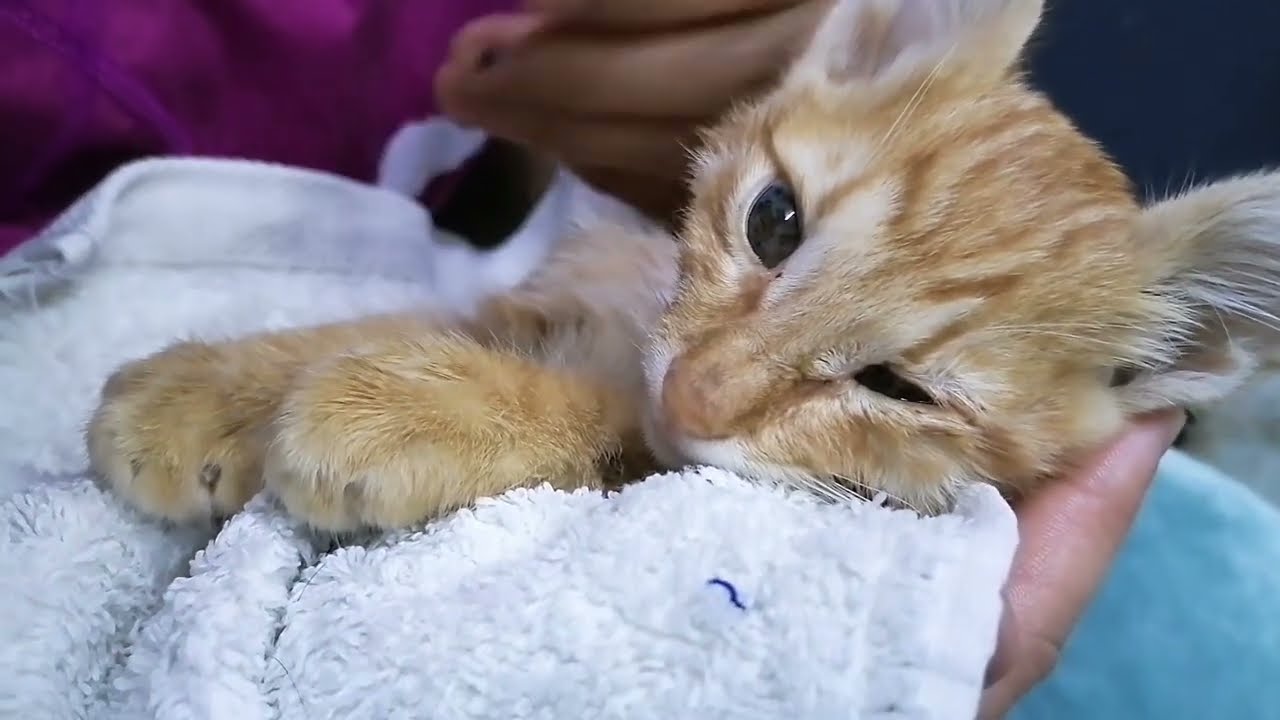 Trying To Revive Dying Kitten But No Response @Cats You - YouTube