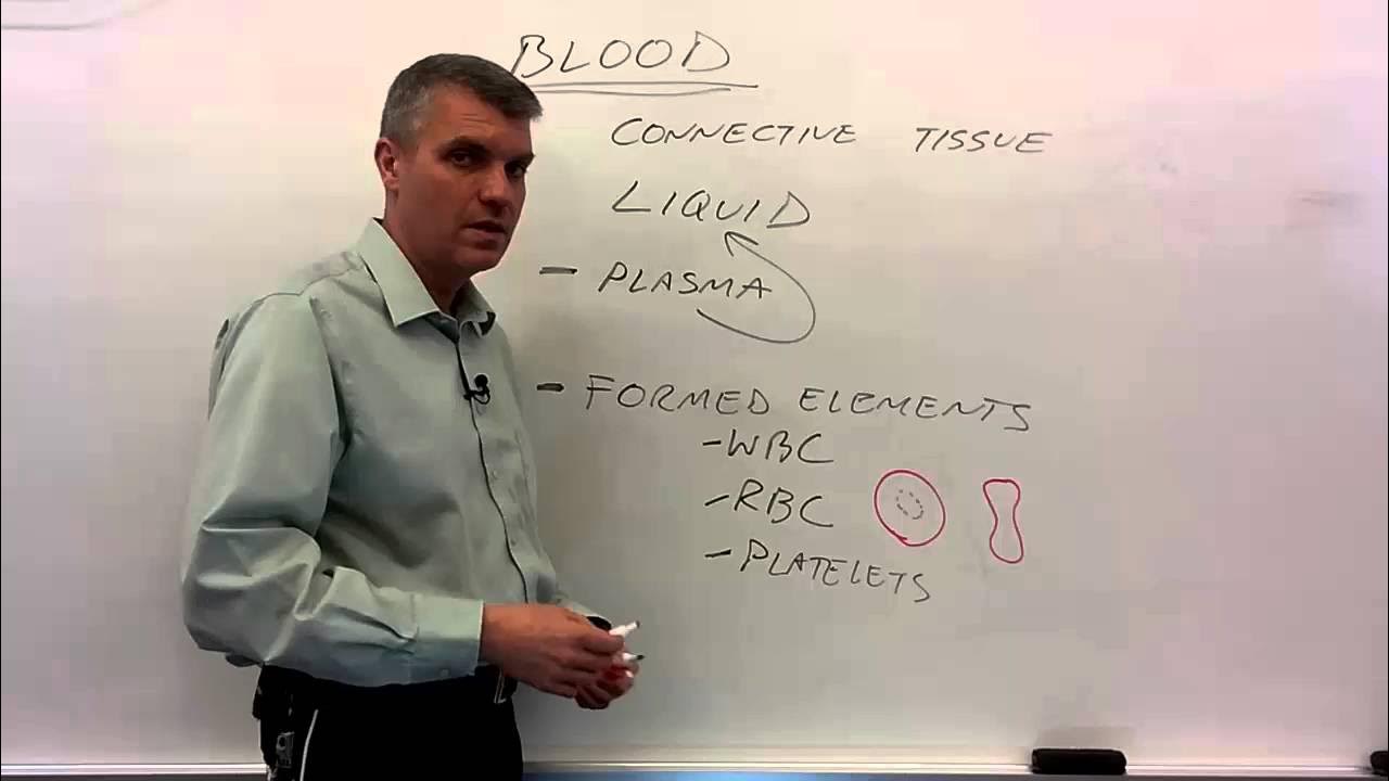 What is blood? Why do we have blood? - YouTube