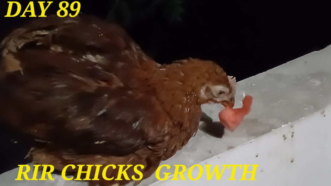 Rir Chicks Growth Day 89 | Very Active - YouTube