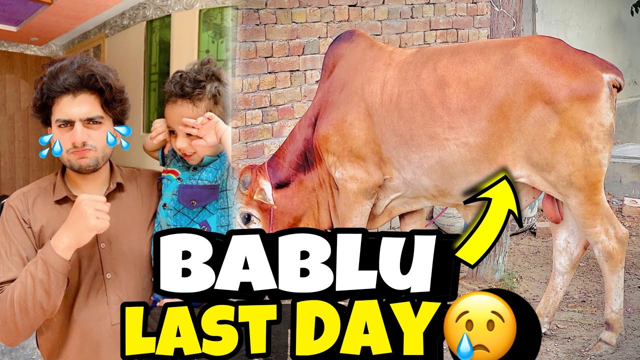 9Muharram last day bablu 😭| bakri ki tang tot gai 😱||1600 crore mang ...