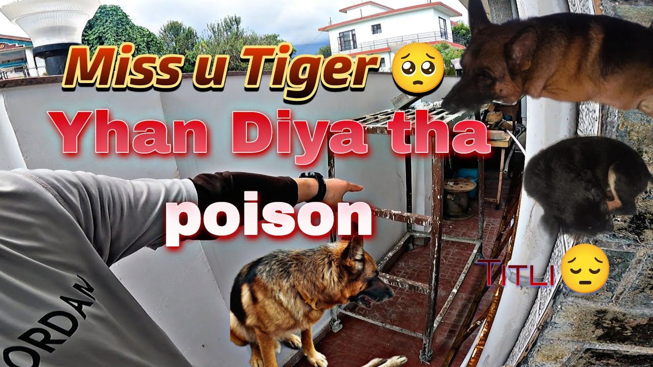 Tiger ko🥺Poison Yhan diya tha||Arun Thakur Vlogs||AT115 - YouTube