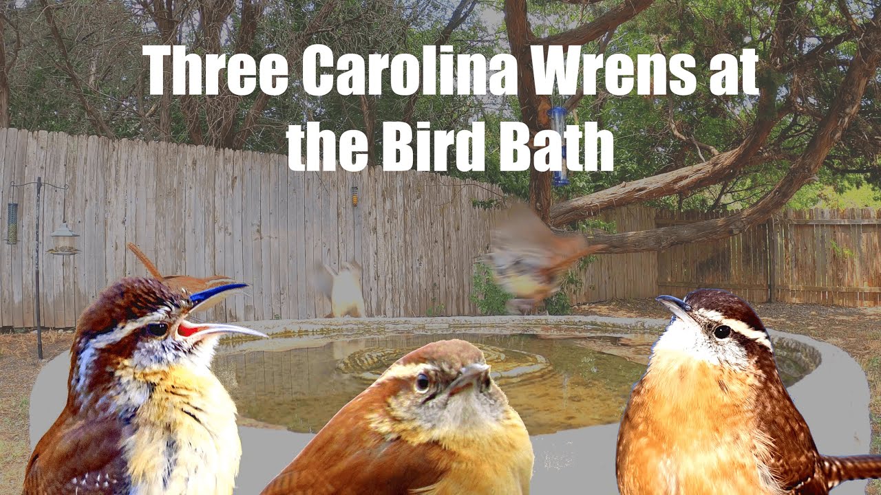 Three Wrens at the Birdbath - YouTube