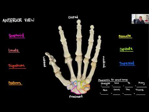 Carpal (Wrist), Tarsal (Ankle), Foot, and Hand Bones - YouTube