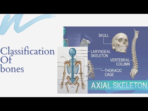 Easy notes of bone. Axial and appendicular skeleton. Bones ...