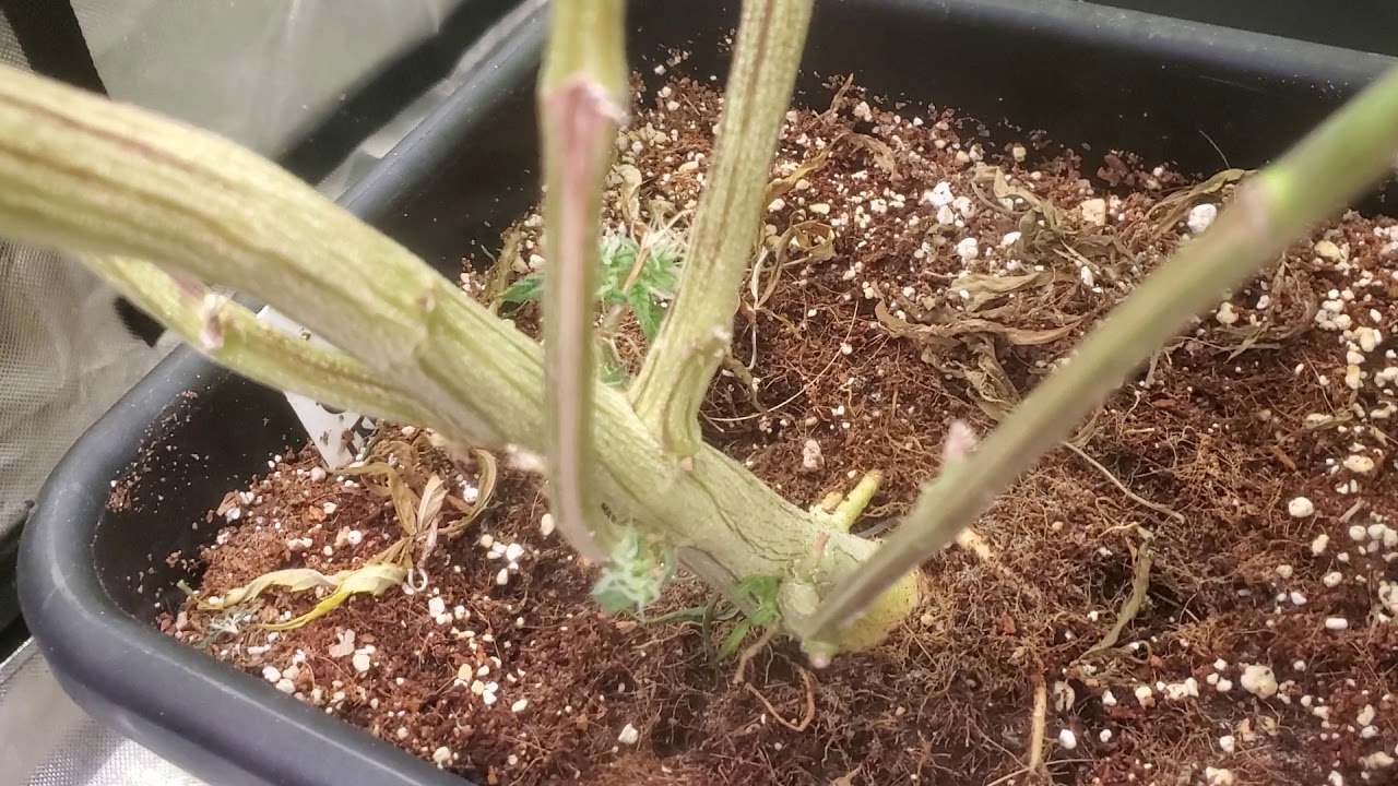 AutoPot Cannabis Grow Week 6 ish - YouTube