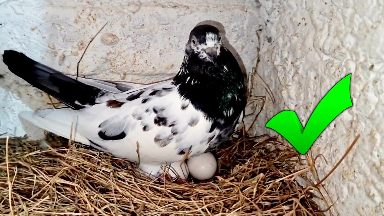 How to get Strong & Healthy Pigeon Breeding ? - YouTube