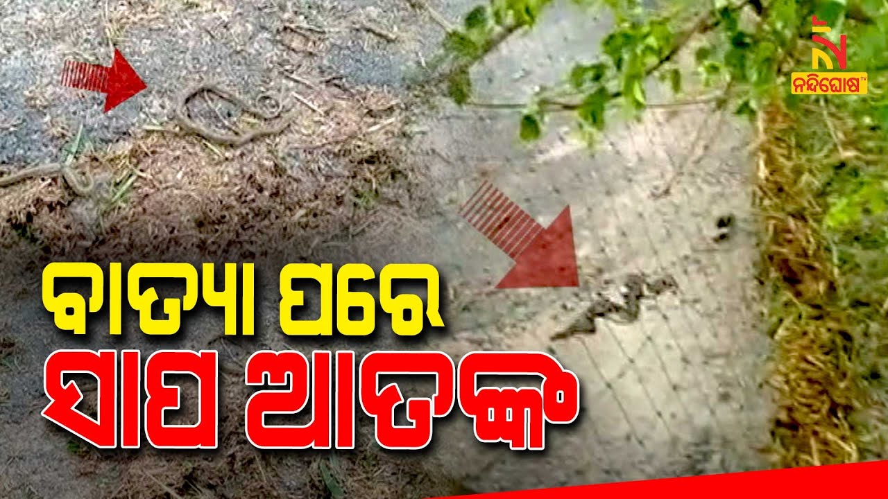 Cyclone Yass Post Effect: Watch your step! Snakes are out In Kendrapara ...