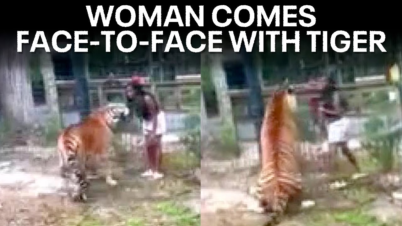 Woman hops fence at zoo's tiger enclosure, approaches big cat - YouTube