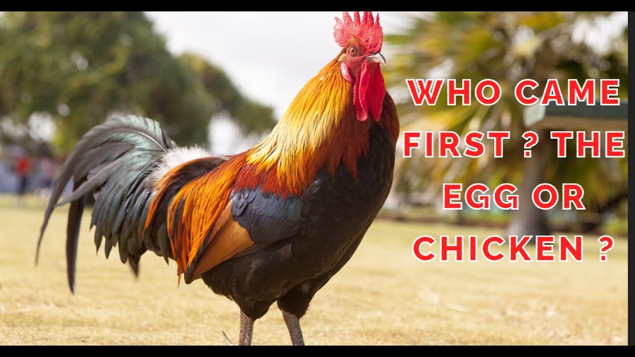 Who Came First ? The Egg Or Chicken ? | Science Facts Check - YouTube