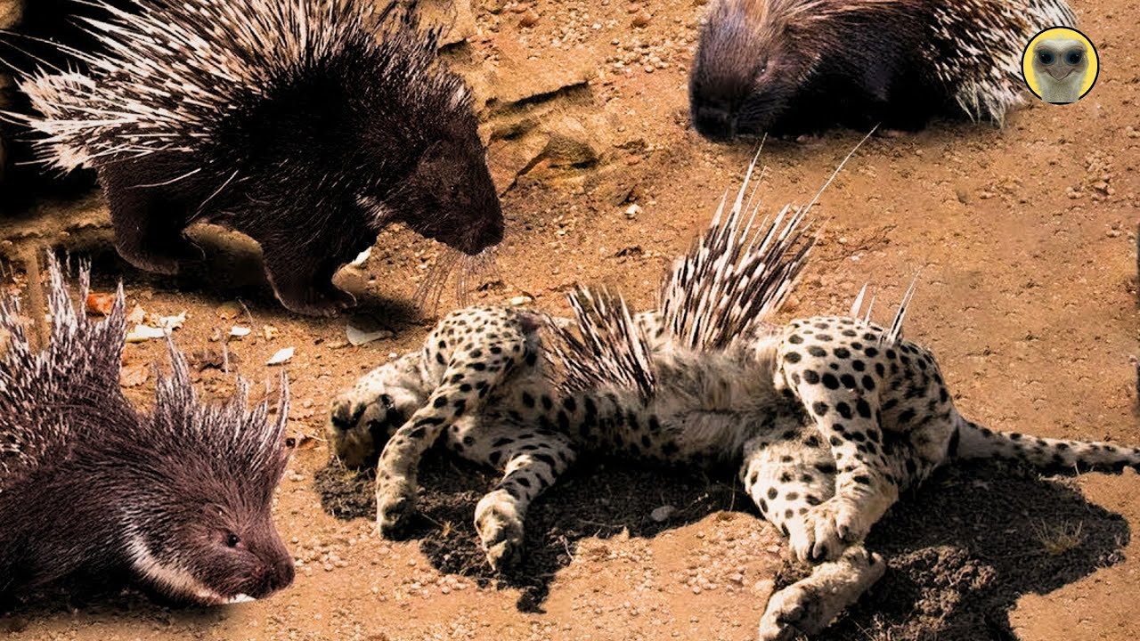 O leopardo tem habilidade para predar um porco-espinho? - YouTube