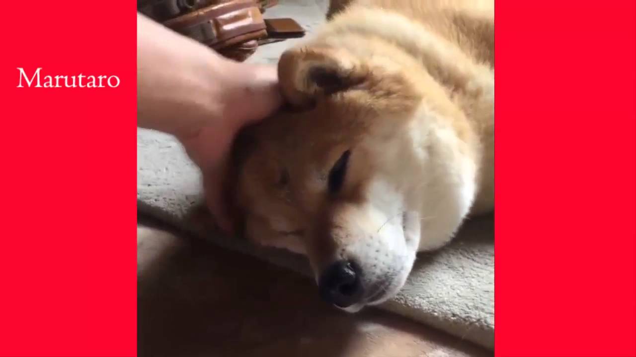 Best Cute Dog Compilation | Marutaro #5 - YouTube