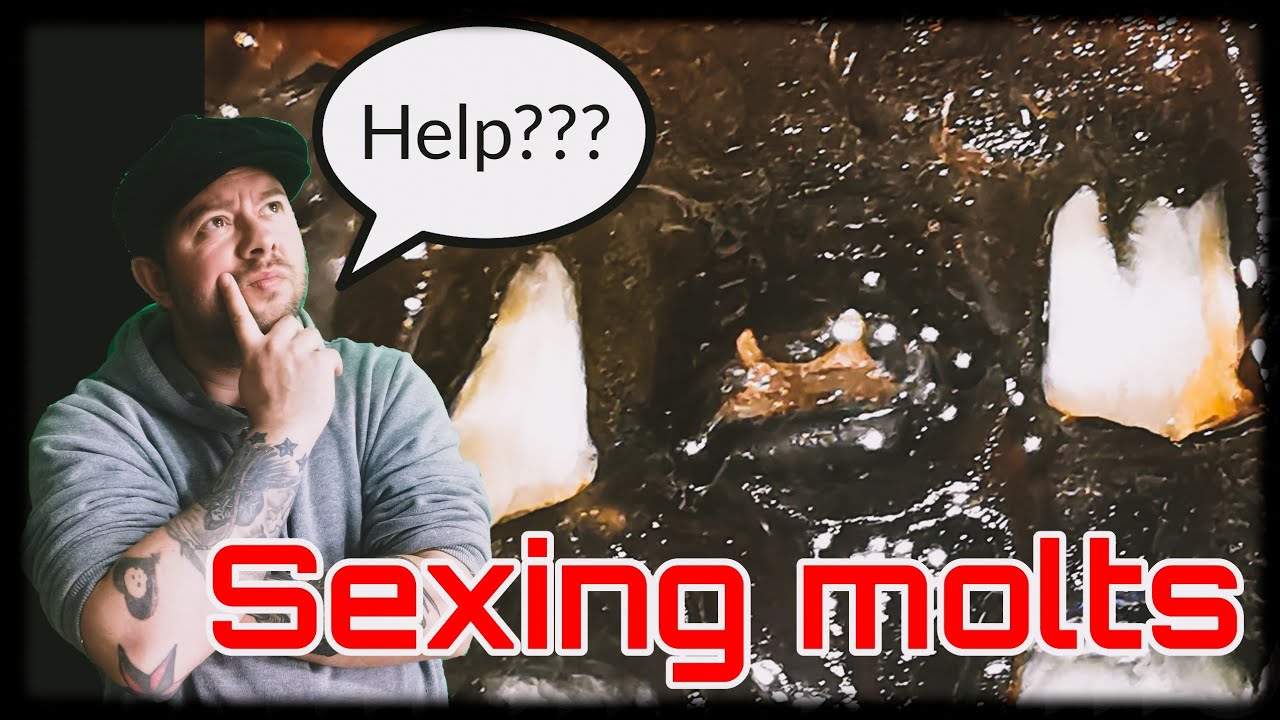 HOW TO sex a tarantula ( molt sexing for beginners) - YouTube